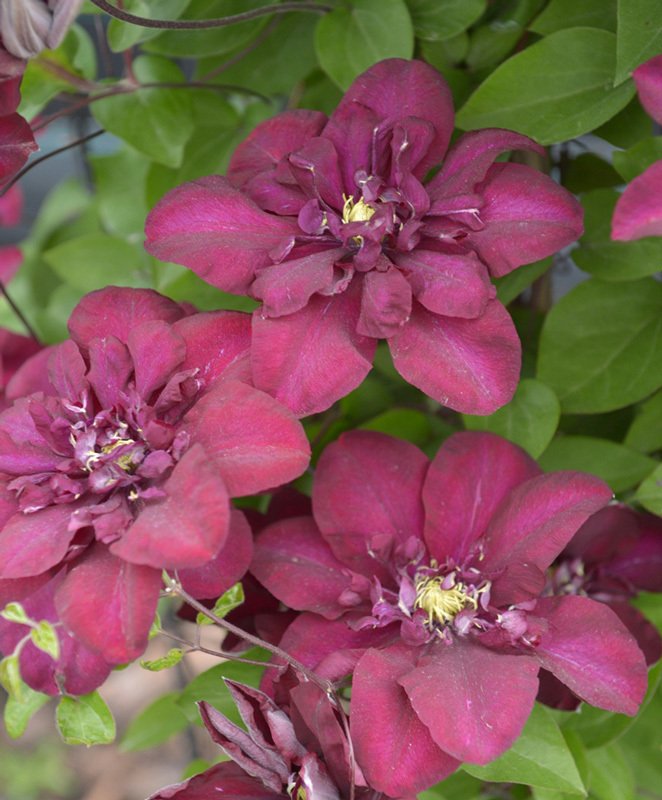 Jan III Sobieski clematis fidanı orman asması erkenci - 753,89 TL