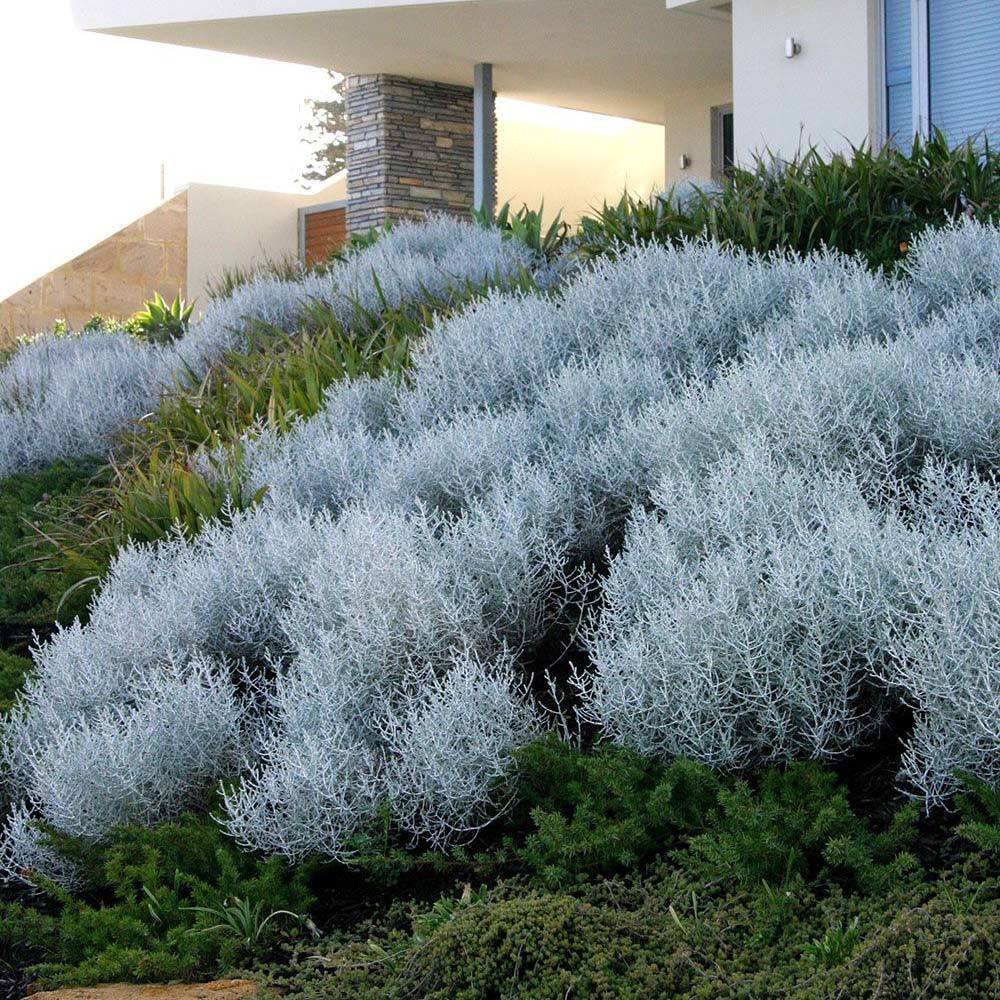 Gümüş çalısı fidanı Calocephalus brownii silver bush plant - 85,95 TL
