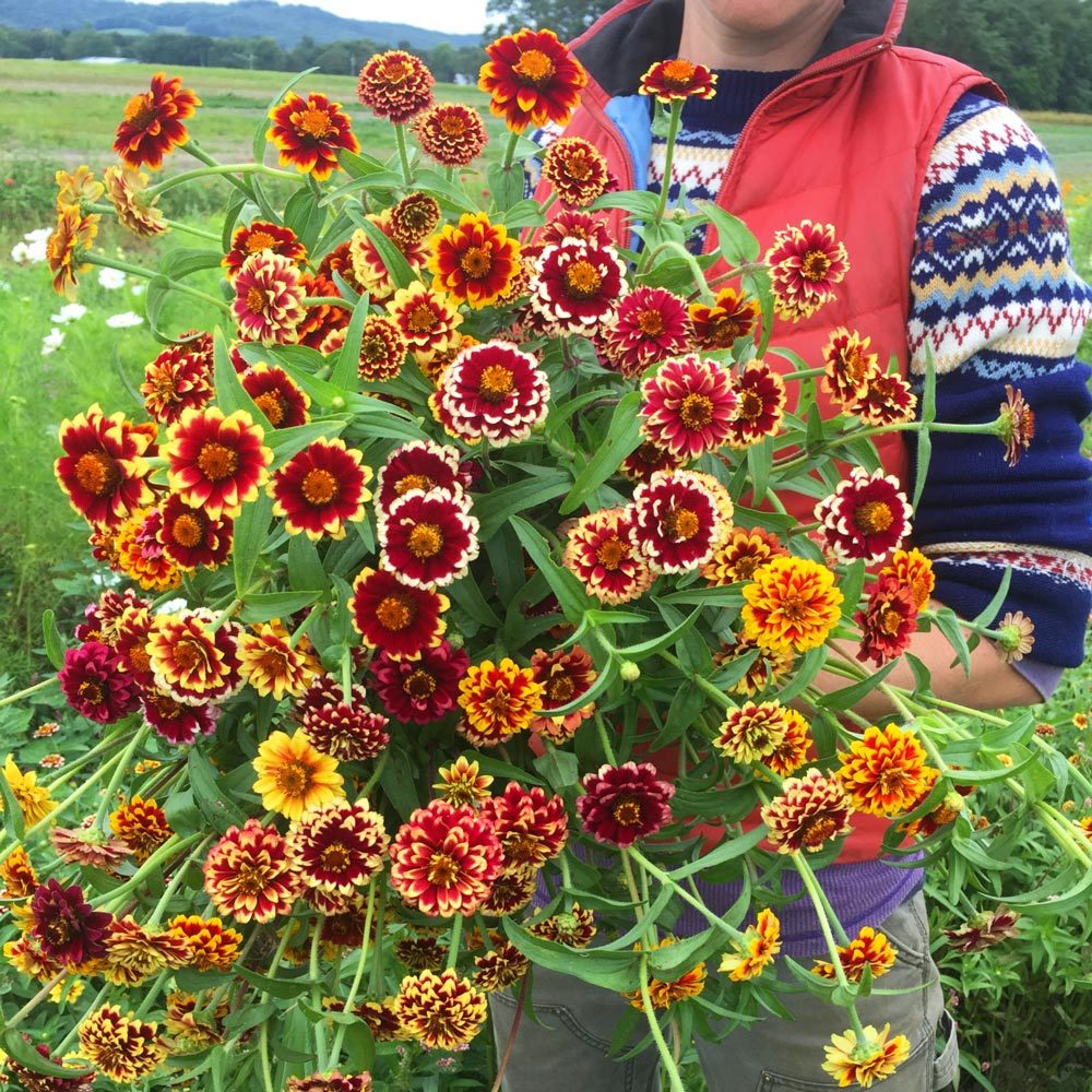 Zinya tohumu zinnia haageana jazzy mix - 95,22 TL