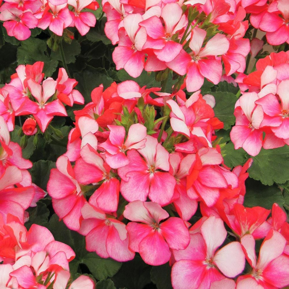 Bunny Pink Ice sardunya fidesi pelargonium syngenta - 83,36 TL