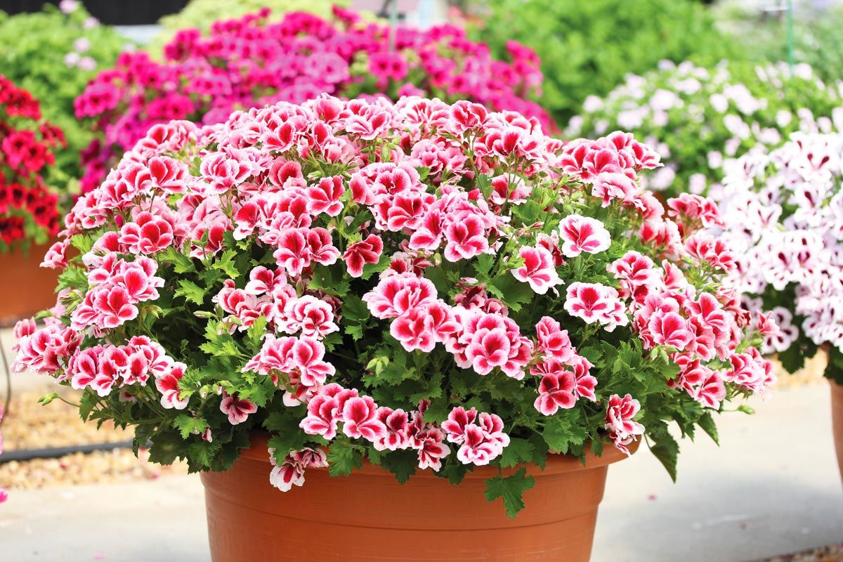 Strawberry cream canan sardunya fidesi pelargonium aristo - 86,59 TL
