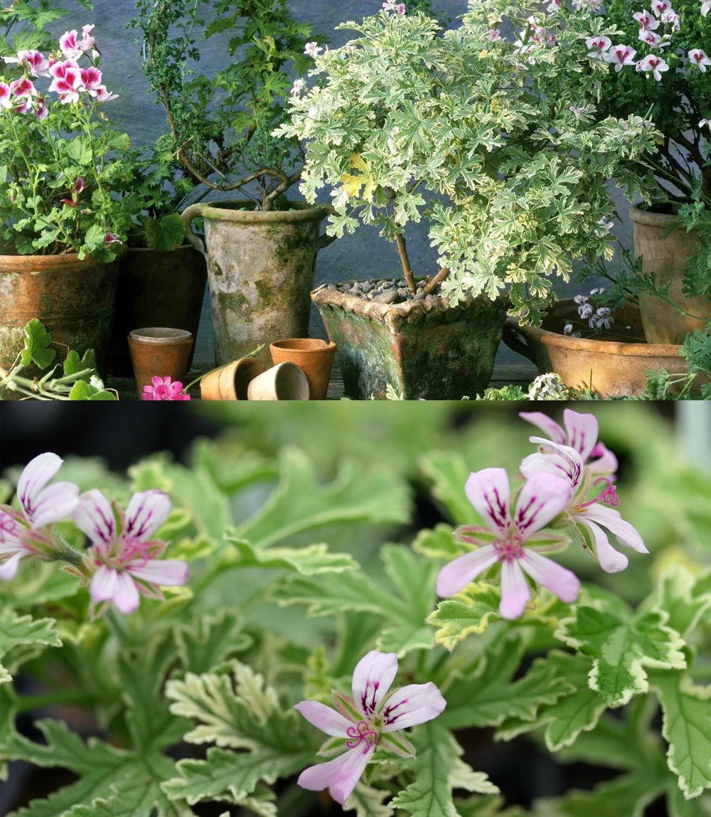 Peppermint Nane kokulu sardunya pelargonium odorata - 85,65 TL