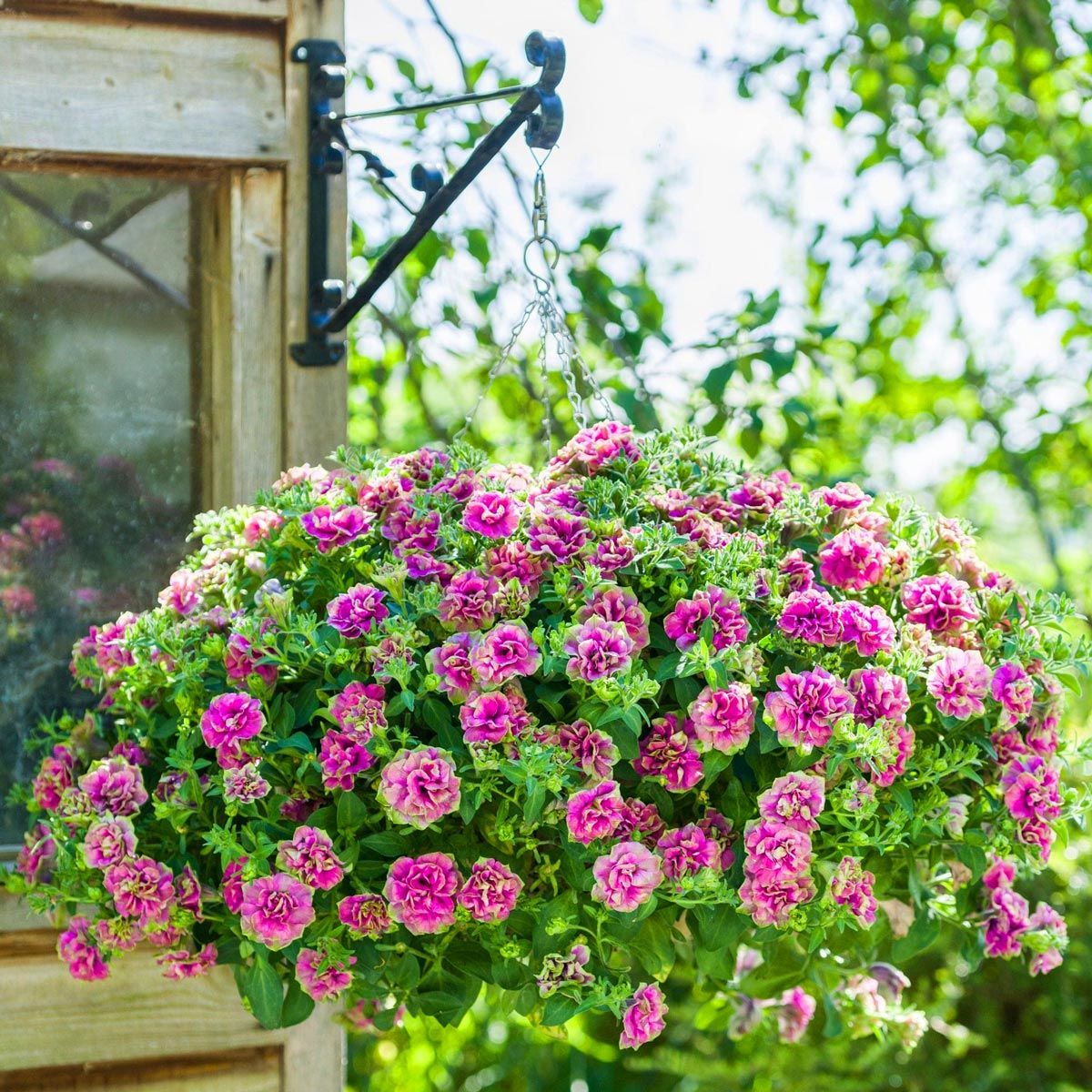 Darcey Rosa katlı sarkan petunya fidesi kokulu çiçek tumbelina - 79,19 TL