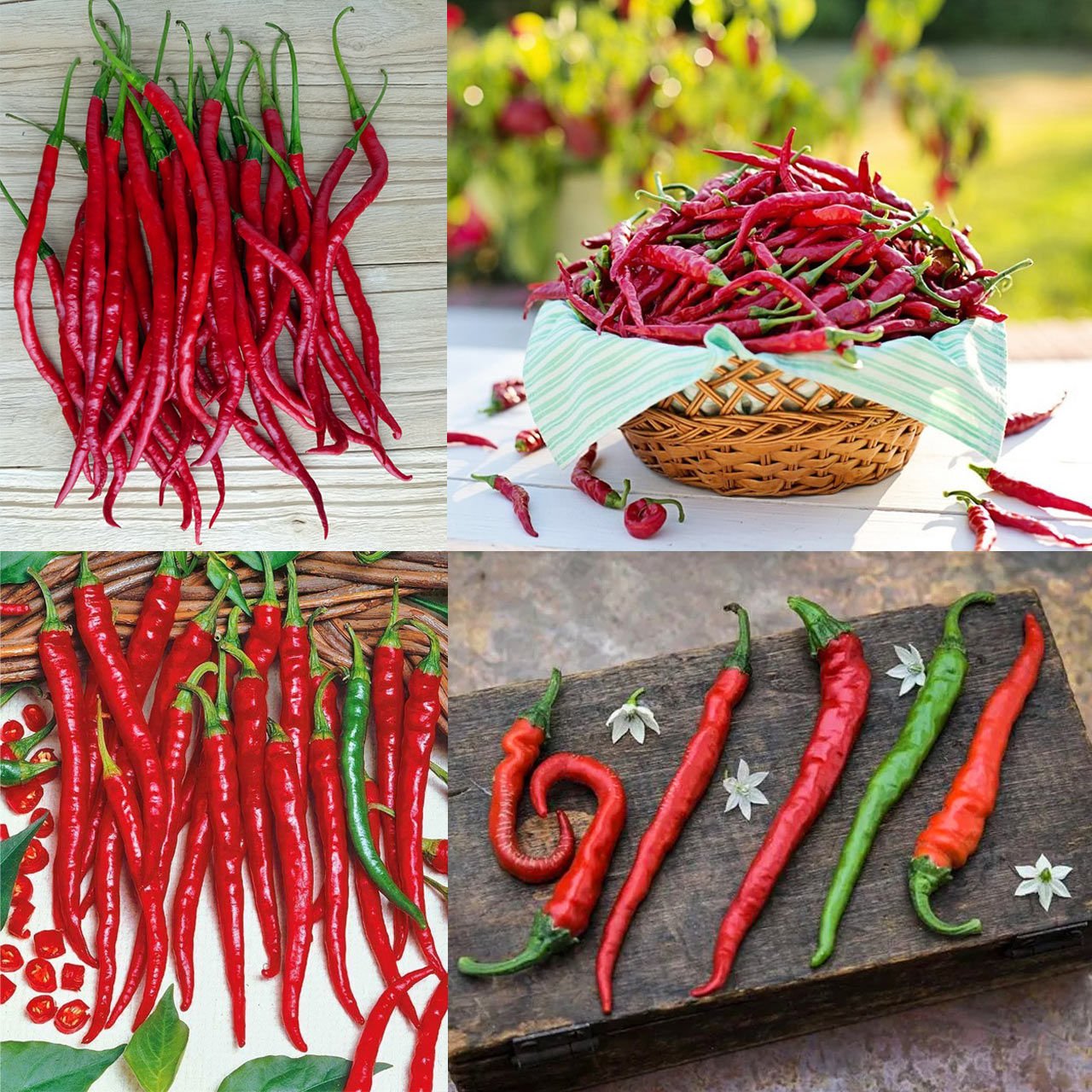 Cayenne kırmızı kıl biber tohumu - 115,12 TL