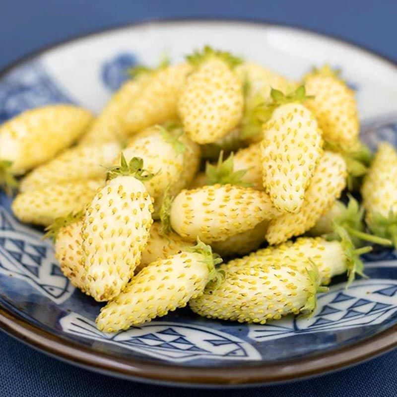 Sarı çilek fidesi yellow wonder - 78,77 TL