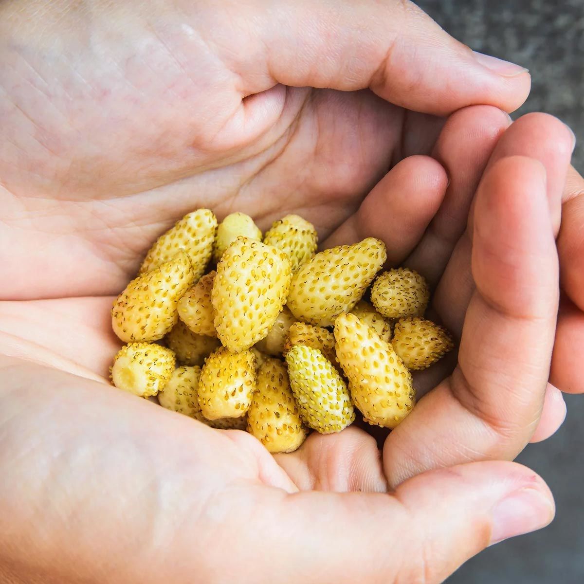 Sarı çilek fidesi yellow wonder - 66,43 TL