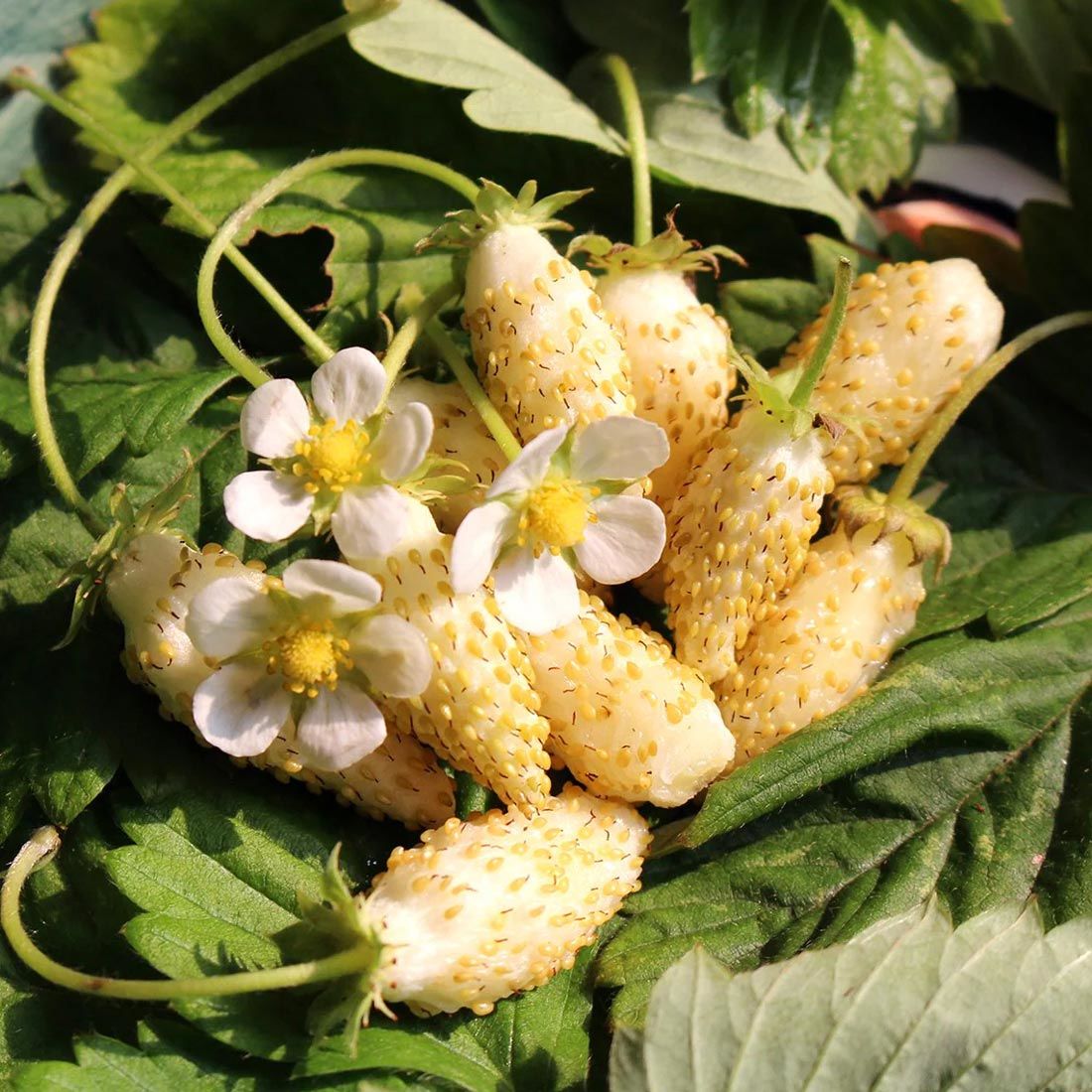 Sarı çilek fidesi yellow wonder - 78,77 TL