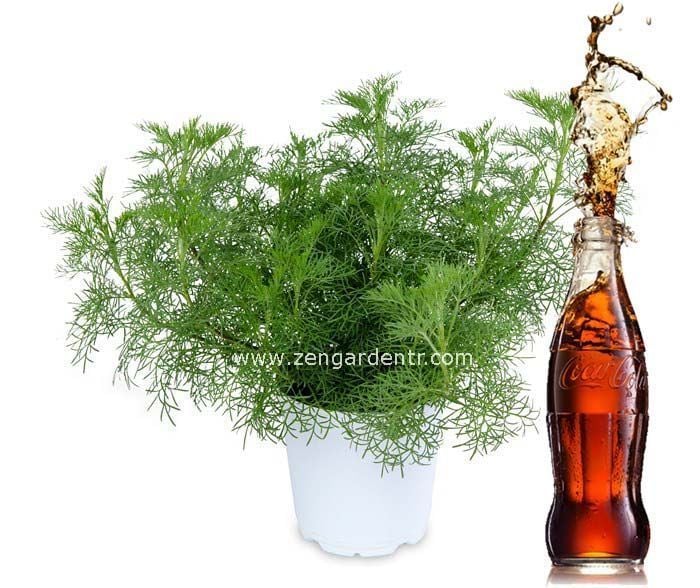 Tarhun fidesi artemisia aborescens cola - 79,00 TL