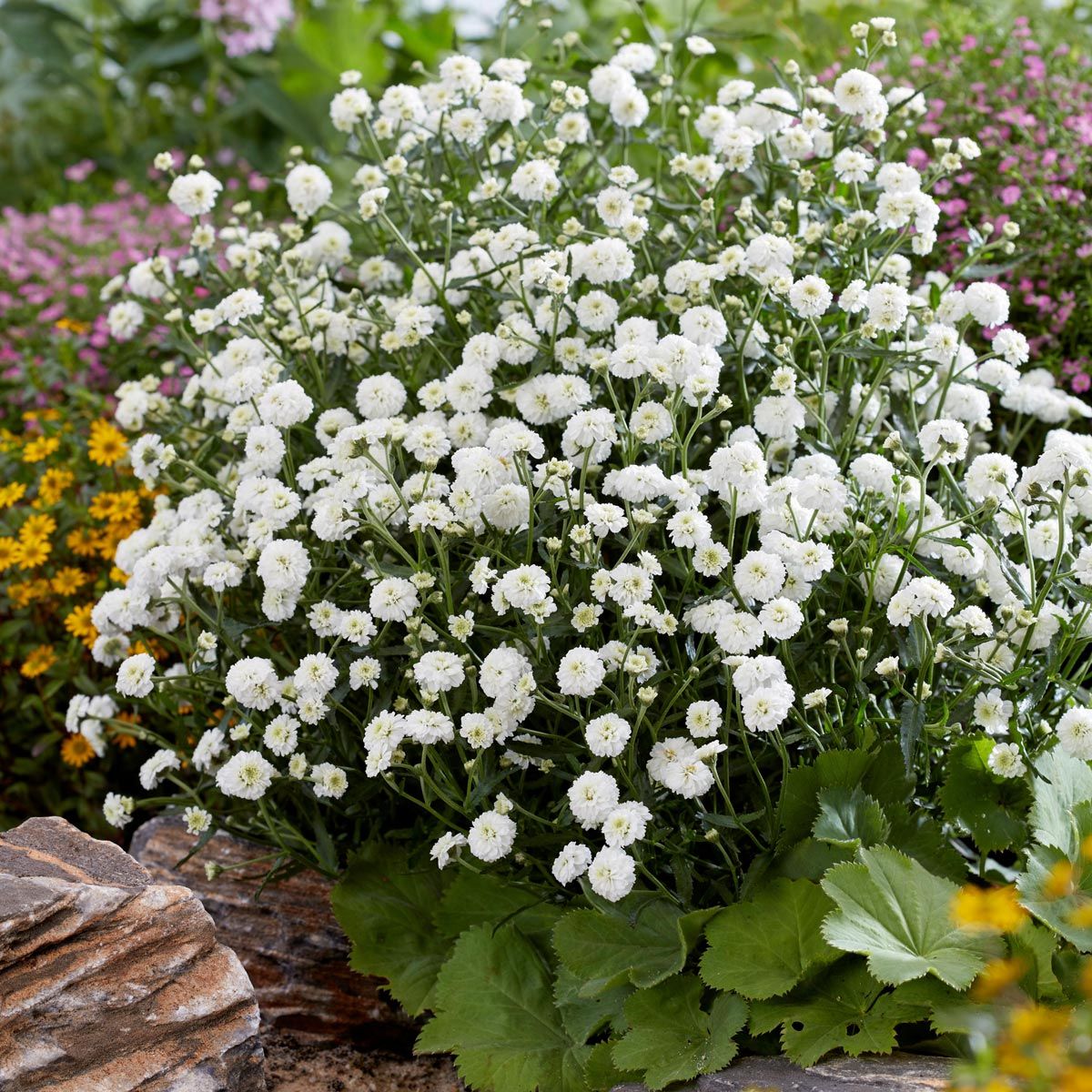 marshmallow civanperçemi fidesi achillea ptarmica - 134,60 TL