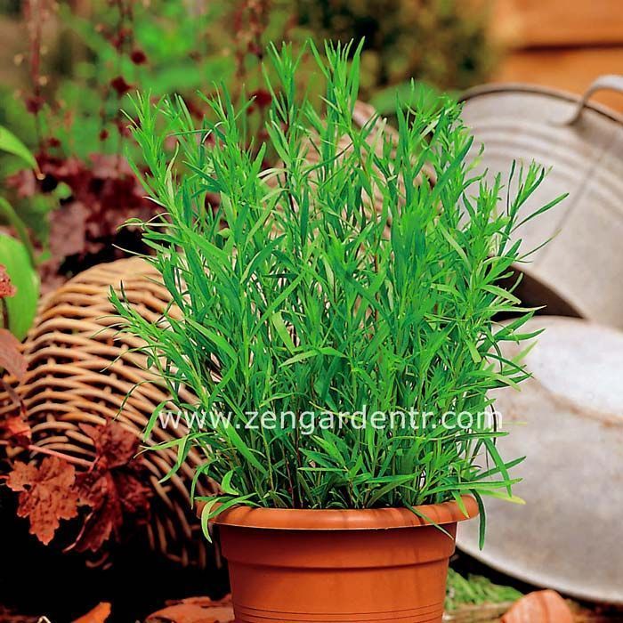 Fransız tarhun fidesi baharat artemisia drancunculus - 81,38 TL