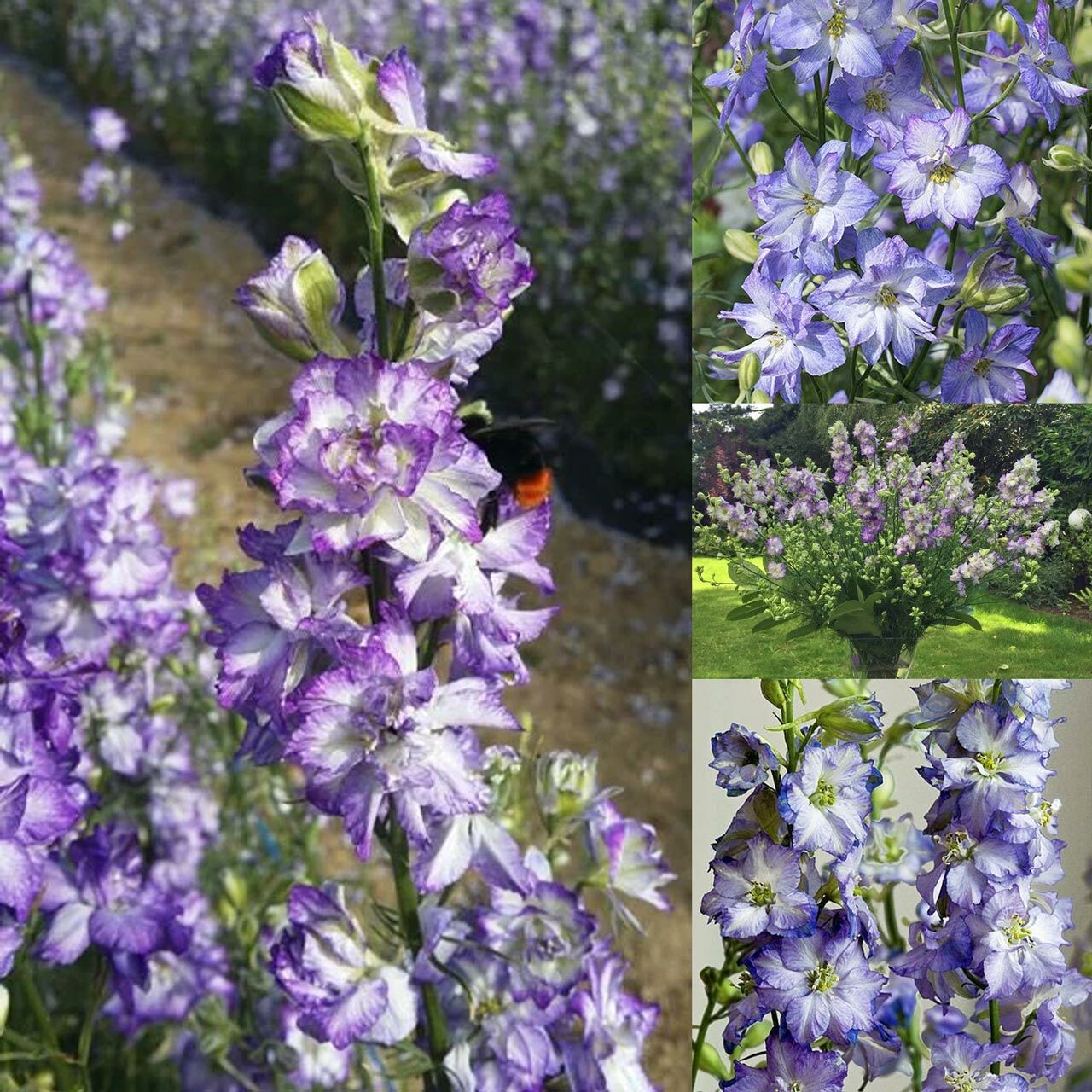 Brisbane Beyaz Mavi hazeran çiçeği Delphinium consolida saksıda - 163,69 TL