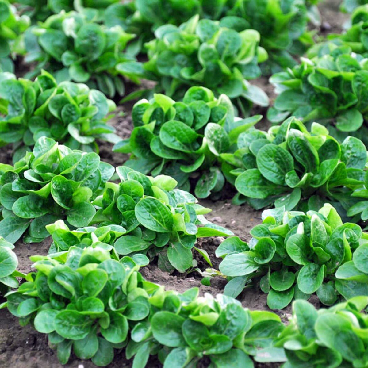 Kuzu marulu tohumu Mache Corn salad - 70,26 TL