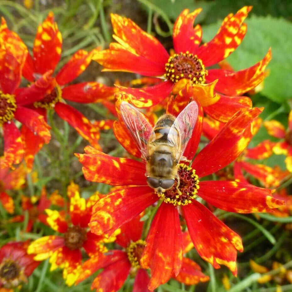 Radiana Tigrina Kızgözü çiçeği tohumu coreopsis - 103,14 TL