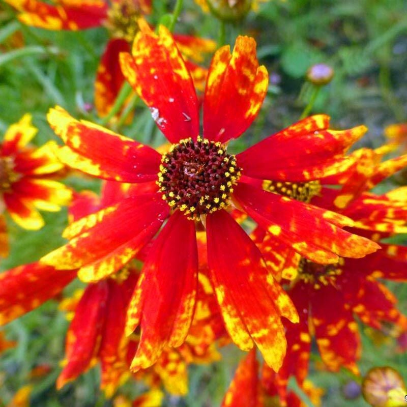 Radiana Tigrina Kızgözü çiçeği tohumu coreopsis - 103,14 TL