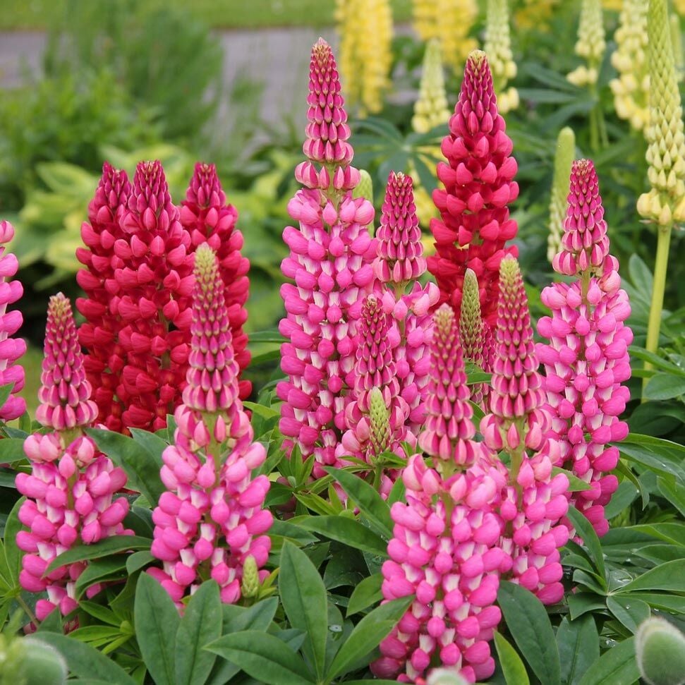 The Pages lupin tohumu acı bakla çiçeği lupinus russel - 114,45 TL