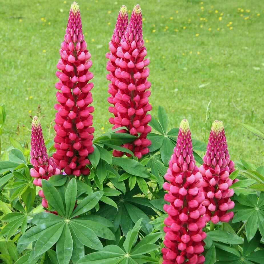 The Pages lupin tohumu acı bakla çiçeği lupinus russel - 114,45 TL