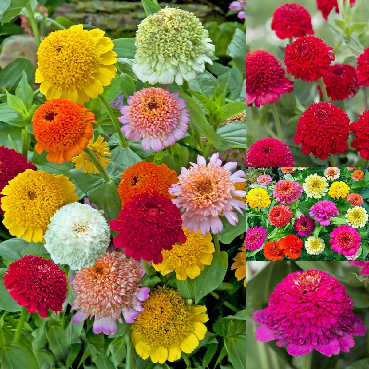 Cresto karışımı zinnia tohumu kirli hanım çiçeği zinya - 105,28 TL