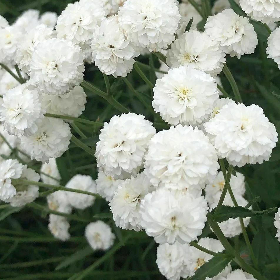 Marshmallow civanperçemi tohumu achillea ptarmica - 96,53 TL