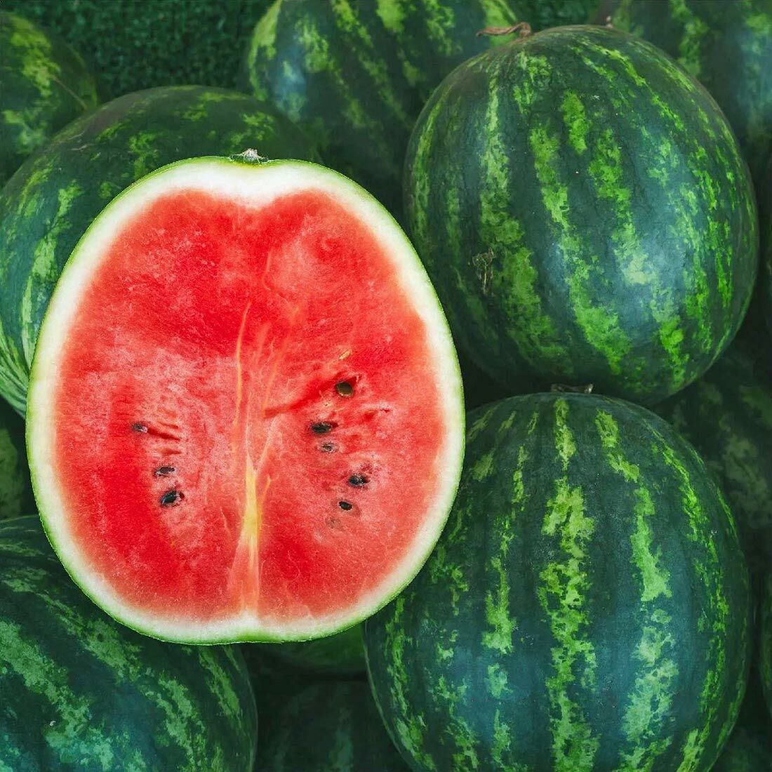 Watermelon florida giant karpuz tohumu - 107,27 TL