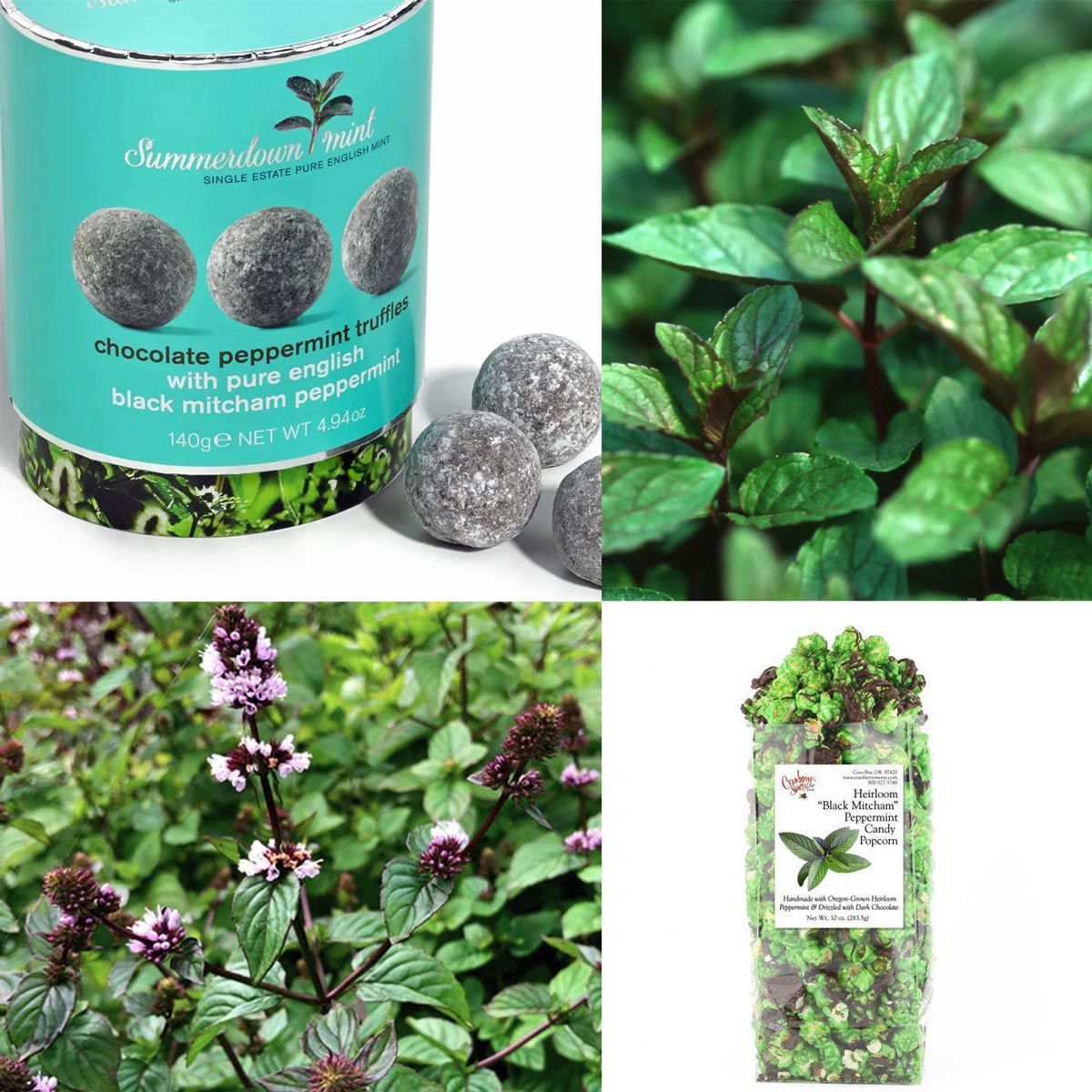Black Mitcham yağlık nane fidesi mentha piperita - 112,21 TL