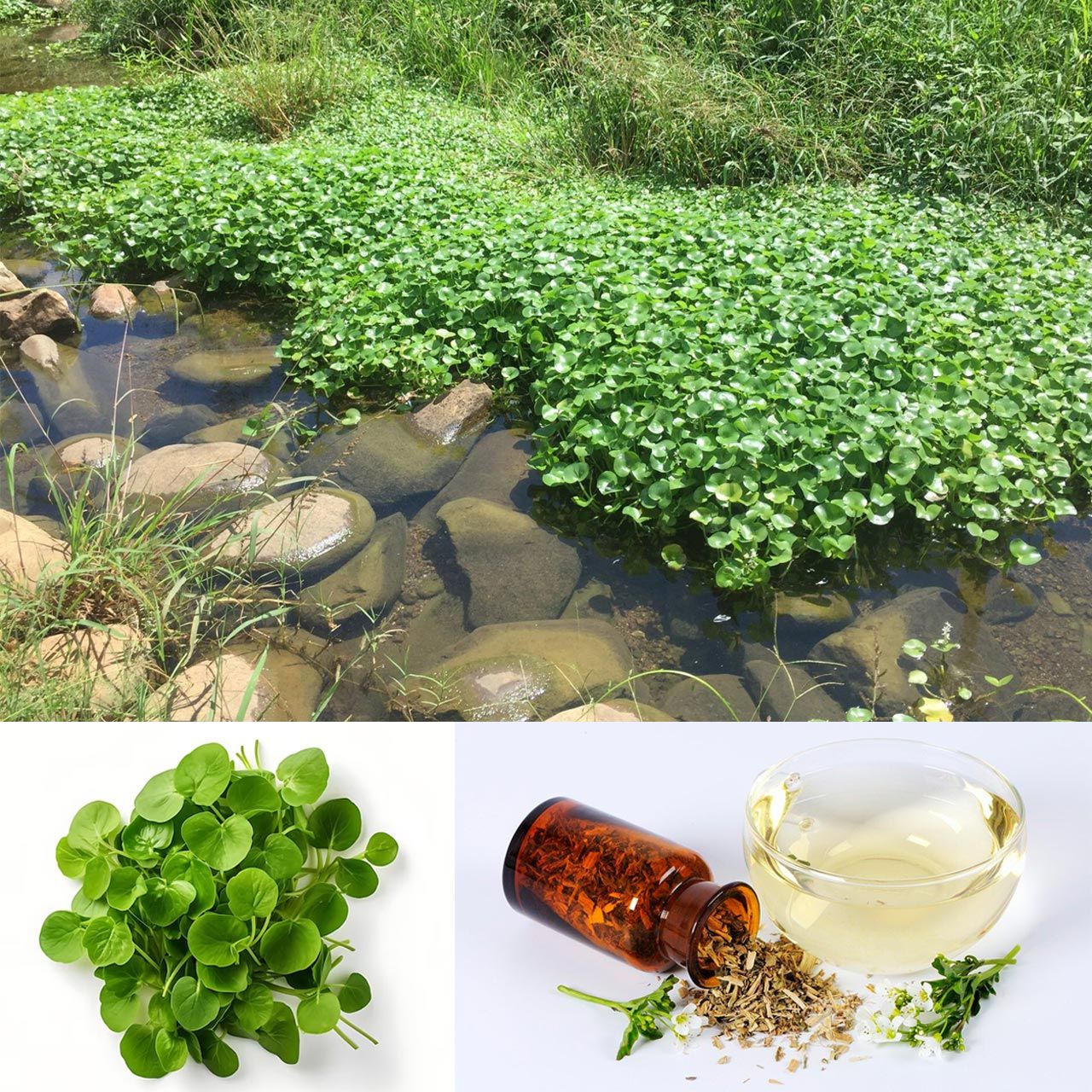 Su teresi tohumu watercress nasturtium officinale - 88,79 TL