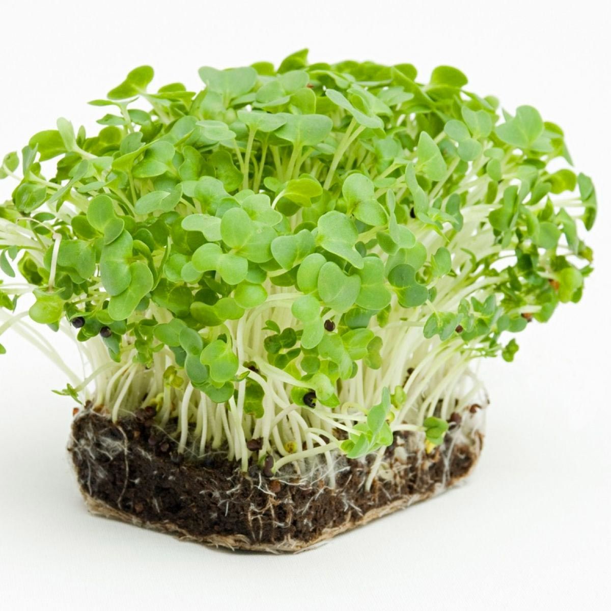 Su teresi tohumu watercress nasturtium officinale - 80,31 TL