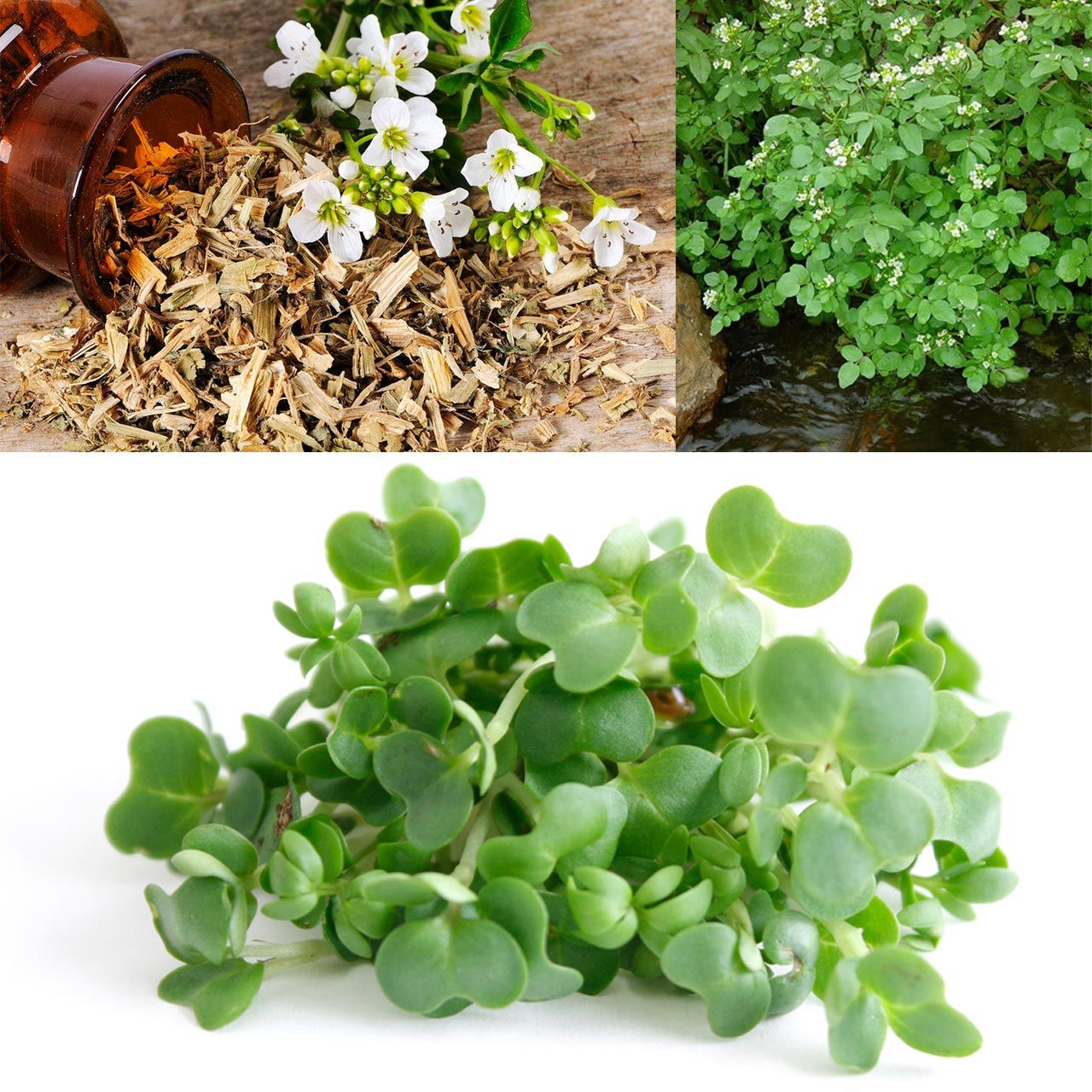 Su teresi tohumu watercress nasturtium officinale - 114,60 TL