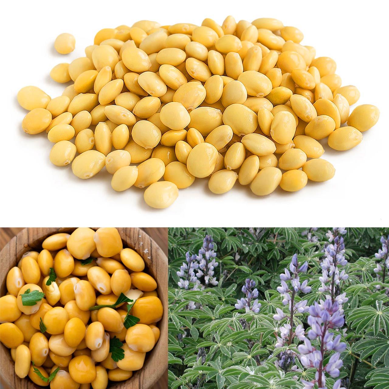 Acı Bakla Termiye tohumu Lupinus albus L. yahudi baklası - 103,63 TL