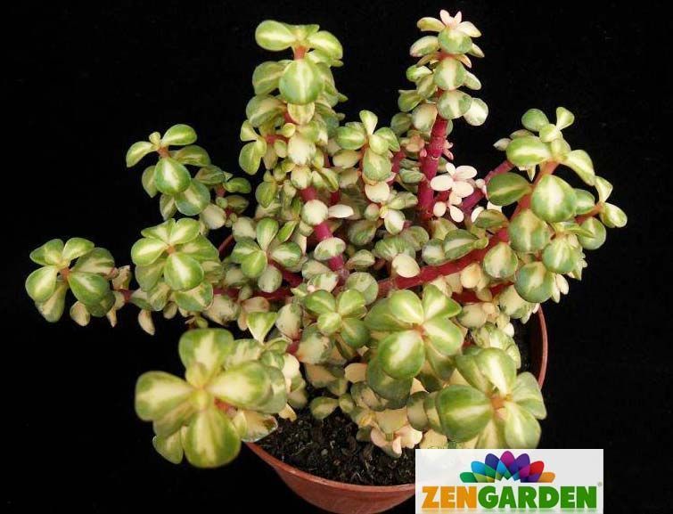Portulaca afra mediopicta sukulent bitki - 140,82 TL
