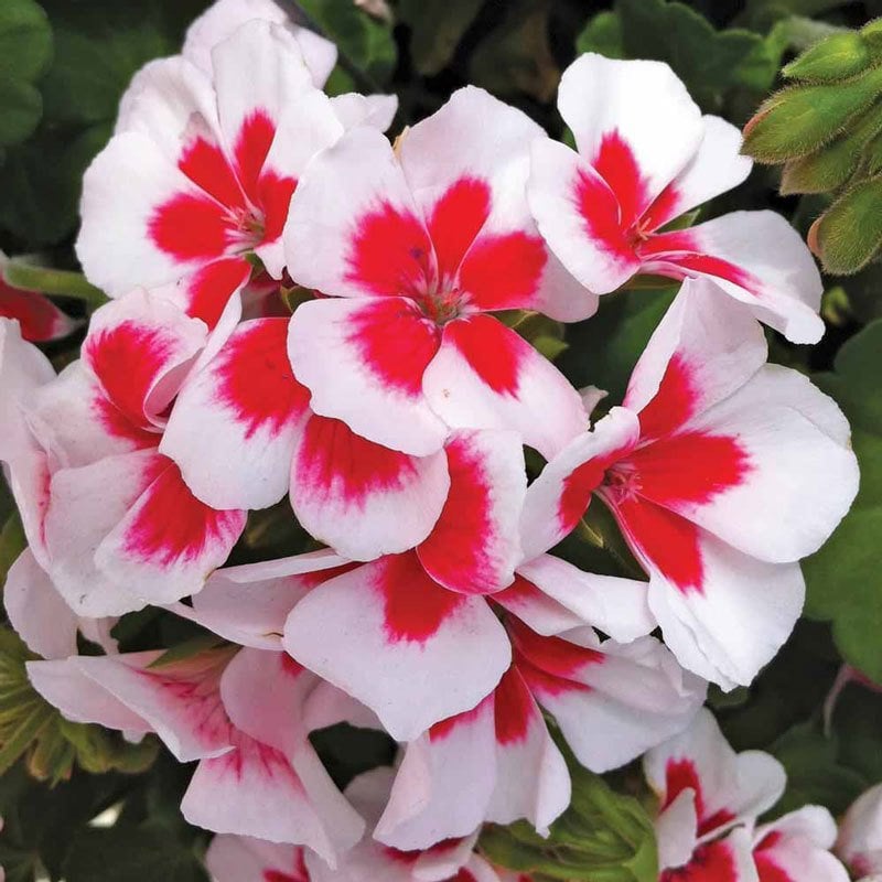 Decora Pembe sarkan sakız sardunya çift renk yaprak - 83,93 TL