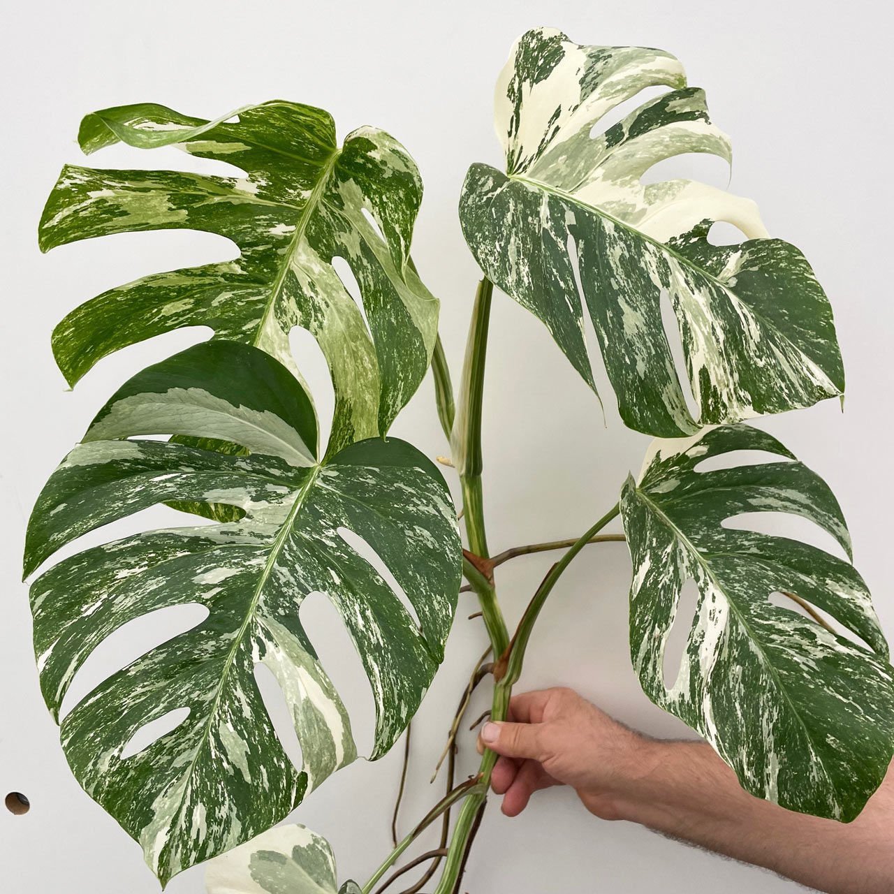 Albo variegata devetabanı bitkisi monstera deliciosa 40cm - 2.332,70 TL