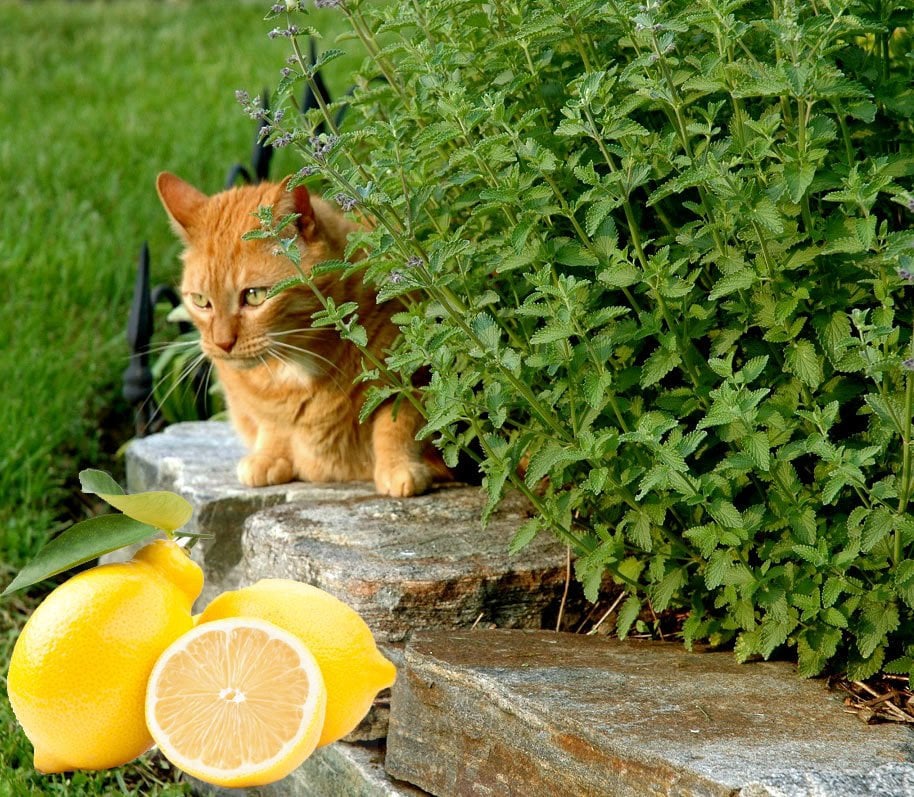 Limonlu kedi nanesi fidesi nepeta cataria citriodora lemon - 86,30 TL