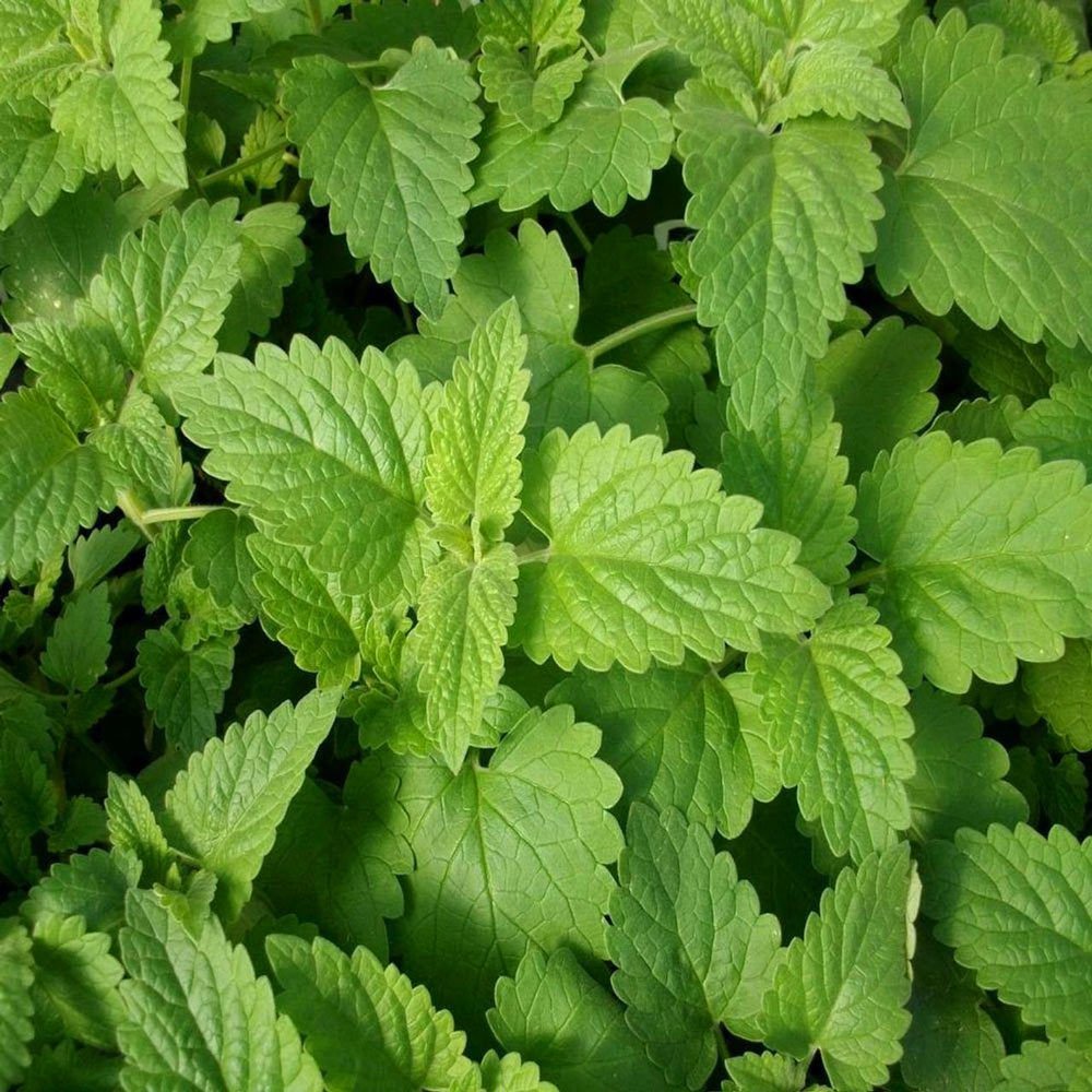 Limonlu kedi nanesi fidesi nepeta cataria citriodora lemon - 86,39 TL