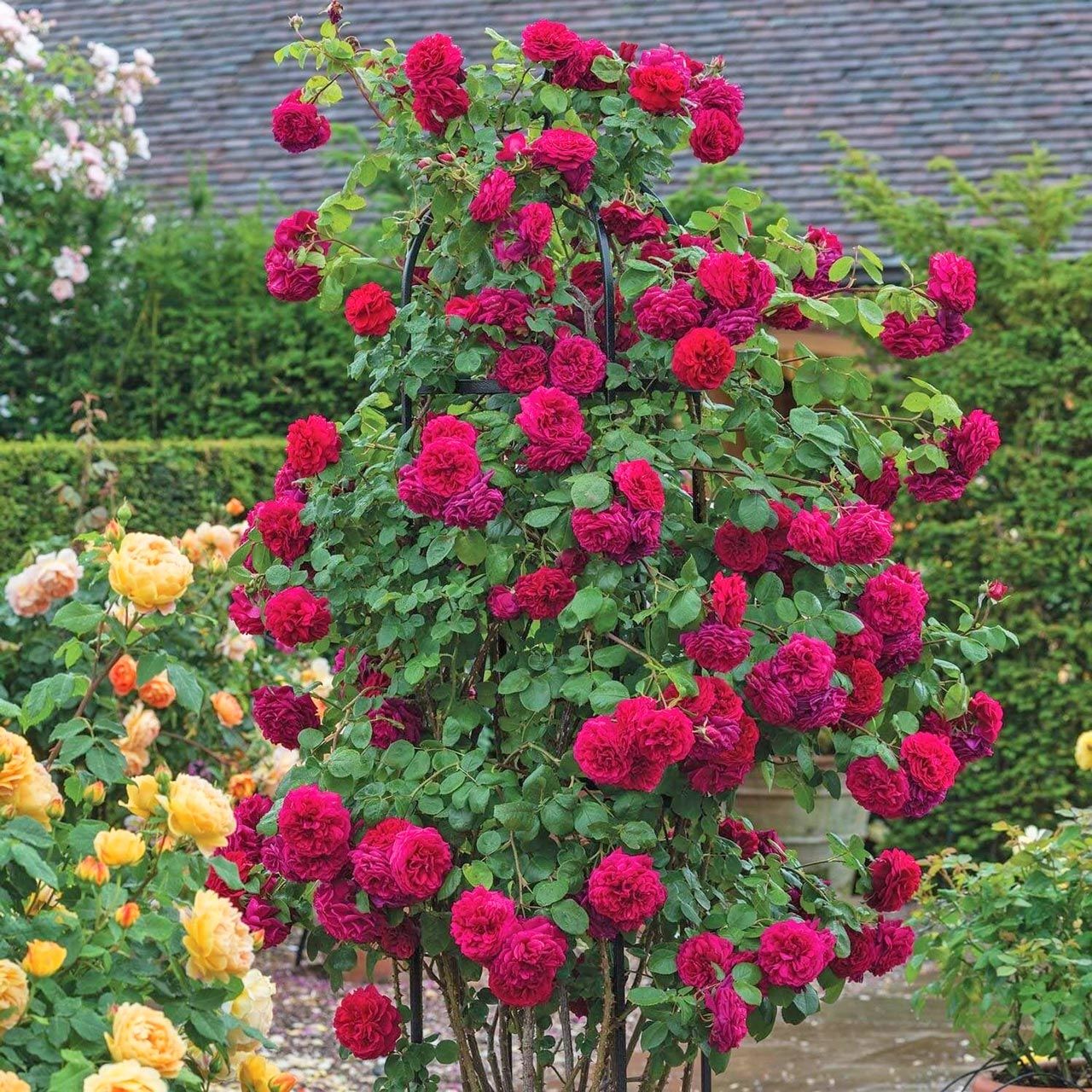 Tess of the d'Urbervilles David Austin sarıcı gül fidanı aşılı 3+ yaş ...