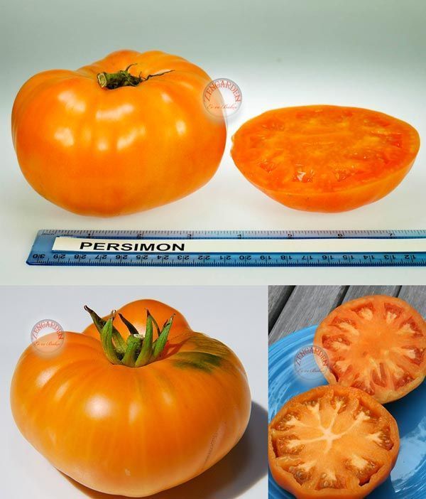 Persimmon orange domates tohumu - 94,27 TL