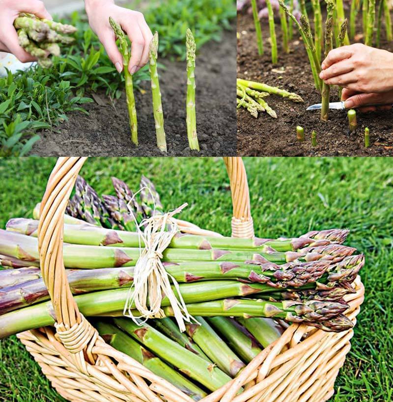 Kuşkonmaz tohumu connovers colossal asparagus ödüllü - 102,90 TL