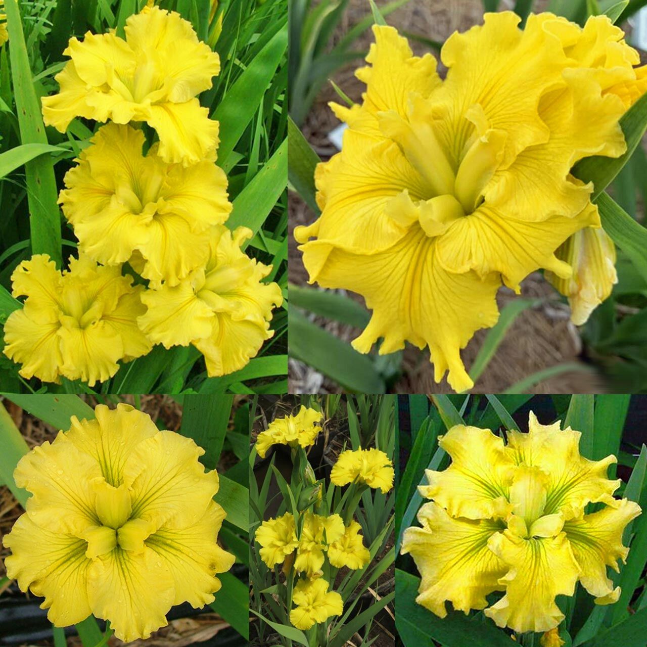 Golden Fireworks iris Louisiana saksıda yetişmiş süsen - 534,56 TL