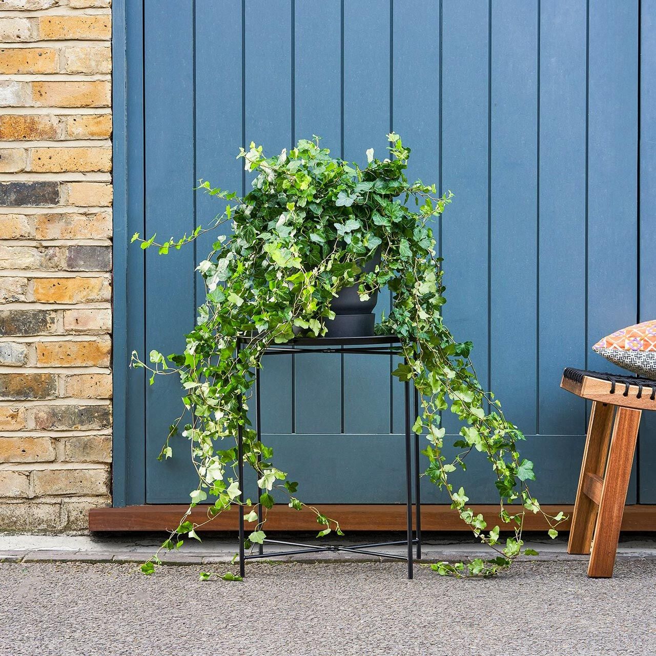 hedera fidesi, mini sarmaşık, mini hedera, minyatür bitki - 364,18 TL