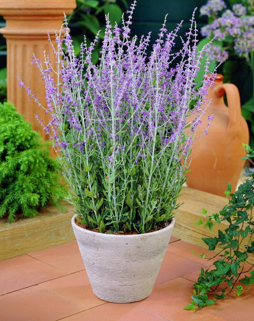 Taiga fidesi perovskia atriplicifolia bitkisi - 79,36 TL