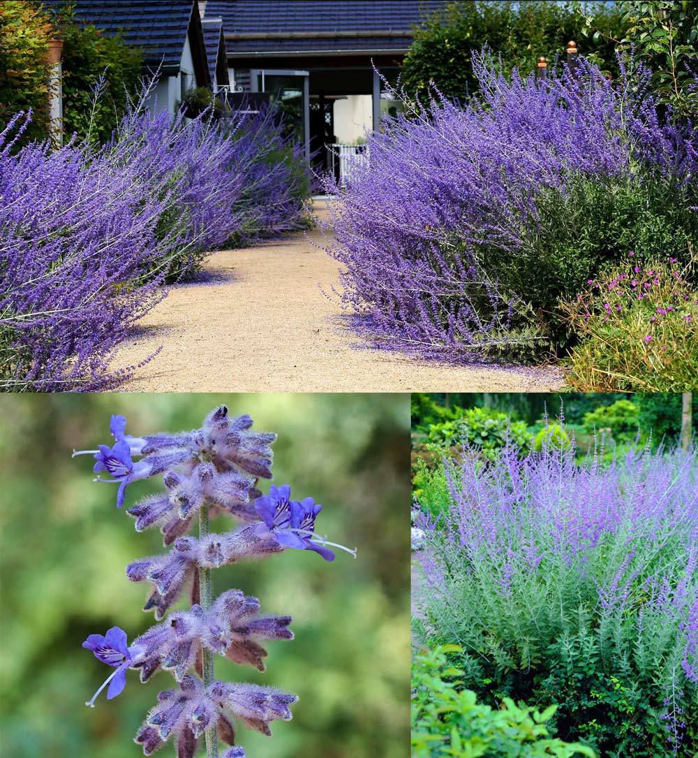 Taiga fidesi perovskia atriplicifolia bitkisi - 79,36 TL