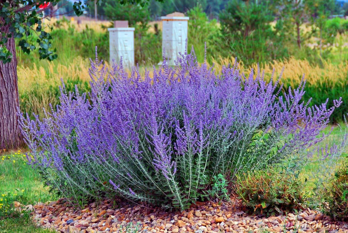 Taiga fidesi perovskia atriplicifolia bitkisi - 79,36 TL