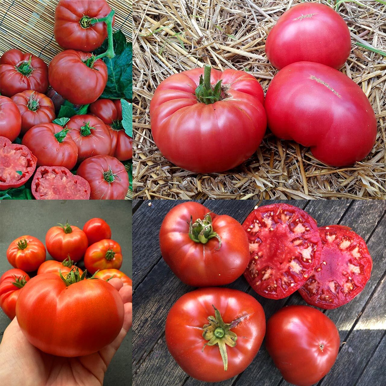 Afrika Kraliçesi Atalık Domates Tohumu African Queen Tomato - 122,88 TL