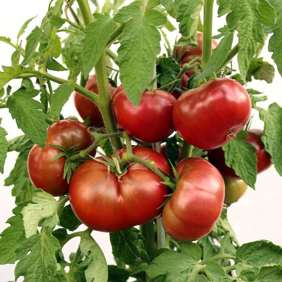 Cüce Bradyfred Domates Tohumu Yeni Nesil Atalık - 121,38 TL